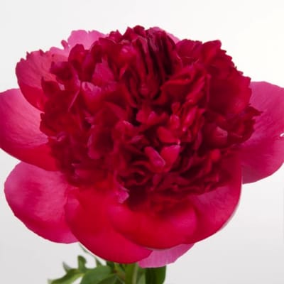 Buy/Send Peonies Command Performance (Bunch of 10) Online | IGP | WF1096043