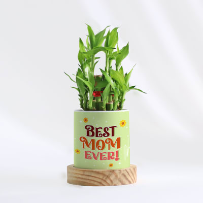 Buy/Send Personalized Two Layered Bamboo Plant In Pot For Mom Online ...