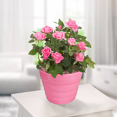 Buy/Send Pink Rose in a pot Online | IGP | JVS1195529