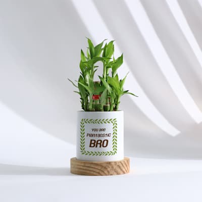 Buy/Send Plantanstic Bro Personalized Bamboo Plant Gift Online | IGP ...