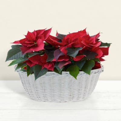Buy/Send Poinsettia Basket Online | IGP | ID1357004