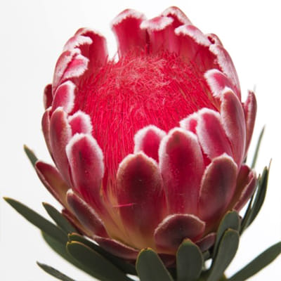Buy/Send Protea Venus (Bunch of 5) Online | IGP | WF1096055