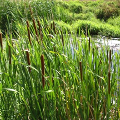 Buy/Send Ramban (Bunch of 25) Online | IGP | WF1096836