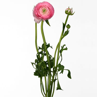 Buy/Send Ranunculus Aazur Pink (Bunch of 10) Online | IGP | WF1096059