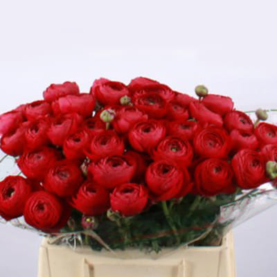 Buy/Send Ranunculus Cloni Extra Passion (Bunch of 10) Online | IGP ...