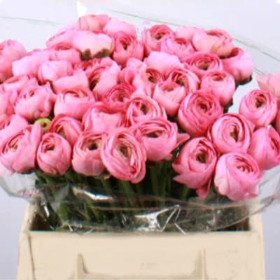 Buy/Send Ranunculus Cloni Extra Venere (Bunch of 10) Online | IGP ...