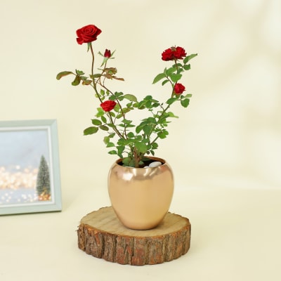 Send Red Rose Wishes Plant Online, Same Day Delivery in UAE | IGP ...