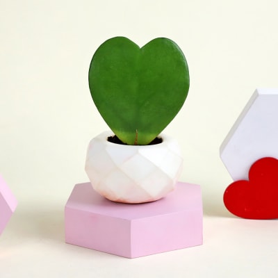 Buy/Send Romantic Hoya Heart Plant with Planter Online | IGP | JVS1202344