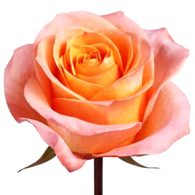 Buy/Send Rose Peachy Kisses (Bunch of 20) Online | IGP | WF1096572
