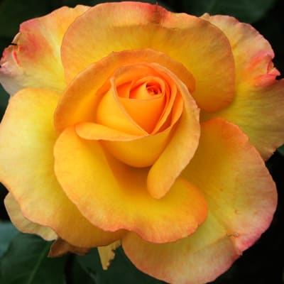 Buy/Send Rose Soliare (Bunch of 20) Online | IGP | WF1096590