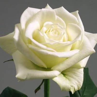 Buy/Send Rose Tinake (Bunch of 20) Online | IGP | WF1096578