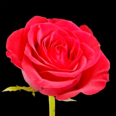 Buy/Send Rose Top Secret (Bunch of 20) Online | IGP | WF1096574