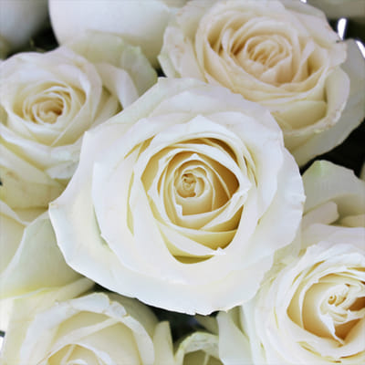 Buy/Send Rose White Avalanche (Bunch of 20) Online | IGP | WF1096581