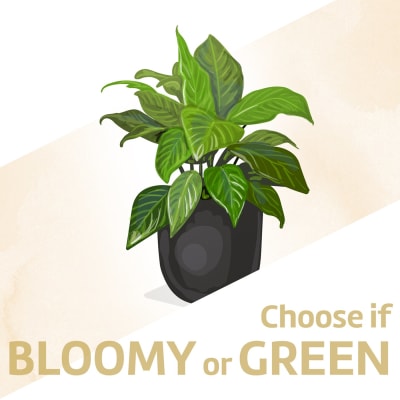 Buy/Send Single Green Plant Online | IGP | ID1082419