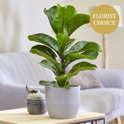 Buy/Send Single Plant Online | IGP | ID1350678