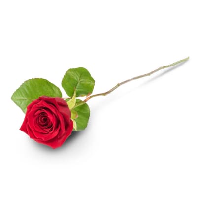 Buy/Send Single Red Rose Online | IGP | ID1082473