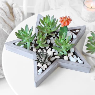 Star Crossed Succulents: Gift/Send Plants Gifts Online HD1158357 |IGP.com
