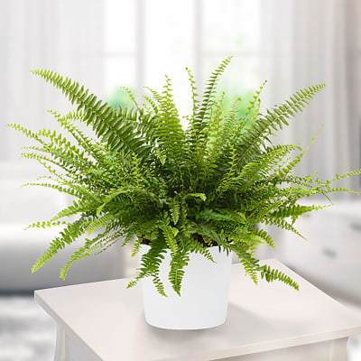 Buy/Send Sword Fern Online | IGP | JVS1195542