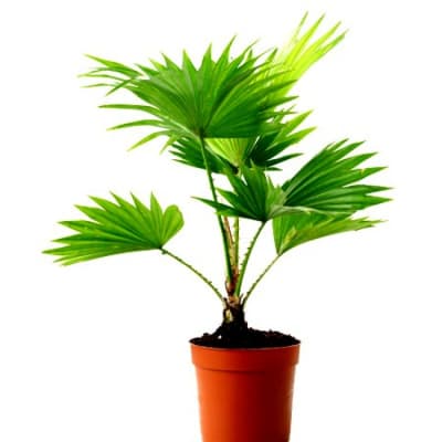 Buy/Send Table Palm (Bunch of 10) Online | IGP | WF1096840
