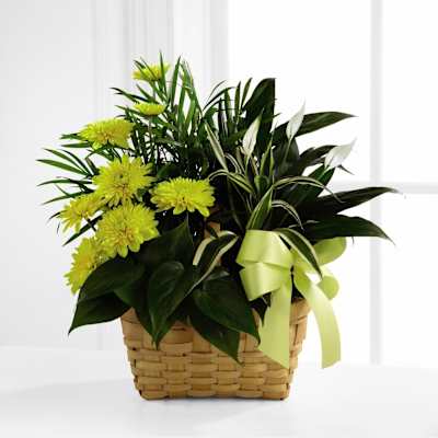 Buy/Send The FTD Loving Light Dishgarden Online | IGP | NID1409546