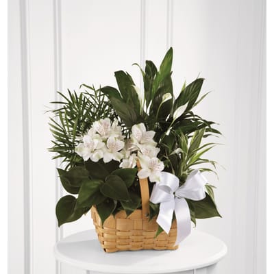 Buy/Send The FTD Peace And Serenity Dishgarden Online | IGP | ID1355036