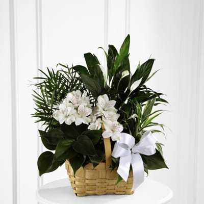 Buy/Send The FTD Peace and Serenity Dishgarden Online | IGP | NID1409540