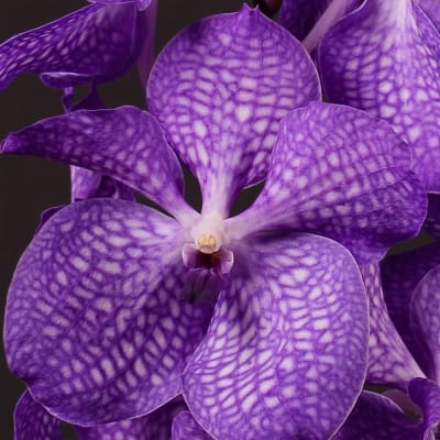 Buy/Send Vanda Magic Blue (per Stem) Online | IGP | WF1096197